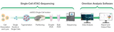 Gene Expression And Regulation Of Single Cells Bio Radiations