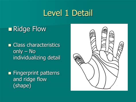 Ppt Friction Ridge Identification Powerpoint Presentation Free