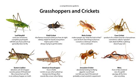 Cricket Vs Grasshopper