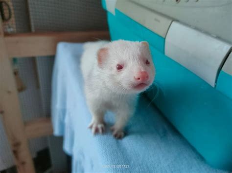 Pin By Rihan I Wong V 💫 On Hurones Cute Ferrets Ferret Cute Animals