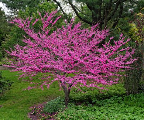 7 Small Privacy Trees To Transform Your Yard Into An Oasis Gardening
