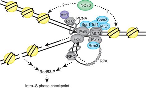 Fork Dynamics During Replication Elongation Learn Science At Scitable