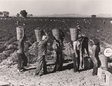Pea Pickers Line Up On Edge Of Field At Weigh Scale Near Calipatria