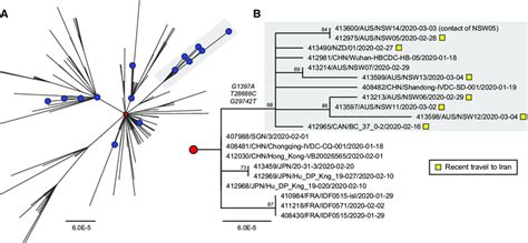 Phylogenetic Analysis Of Sars Cov 2 Genome Sequences Highlighting A