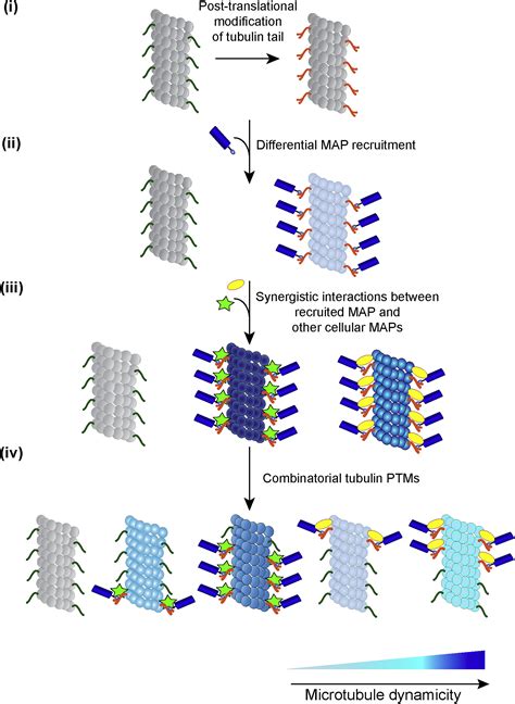 The Tail Wags The Tubulin Developmental Cell