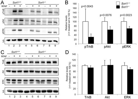 A B Quantification Of Phosphorylated P Forms Of Trkb Akt And Erk Download Scientific