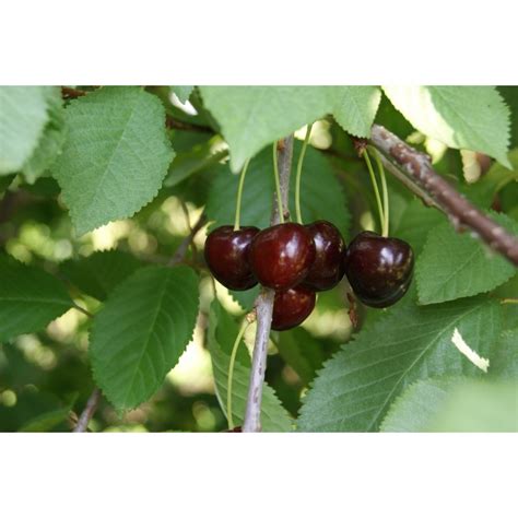 Cherry Tree Bigarreau Burlat Prunus Avium Bigarreau Burlat