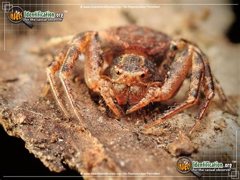 Insect Identification Ground Crab Spider Crab Spider Spider Pictures Crab