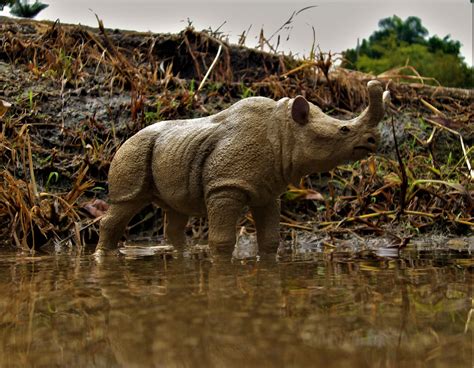 Megacerops By Zoome3 On Deviantart