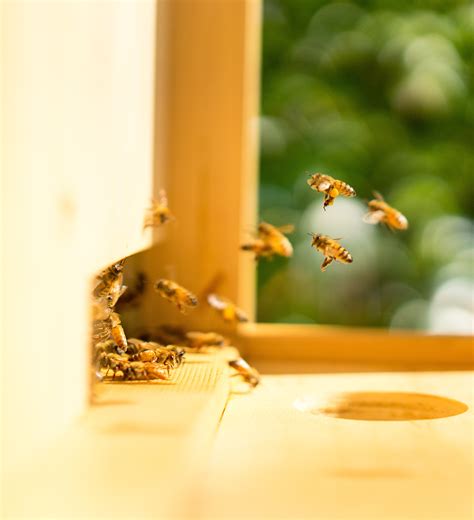 So You Want To Be A Beekeeper What You Need To Know Green And Healthy