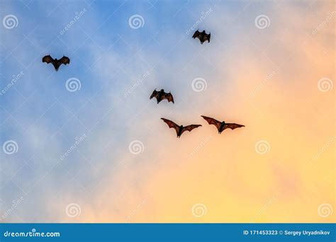 A Flock Of Fruit Bats In The Sunset Sky The Small Flying Fox Island Flying Fox Or Variable
