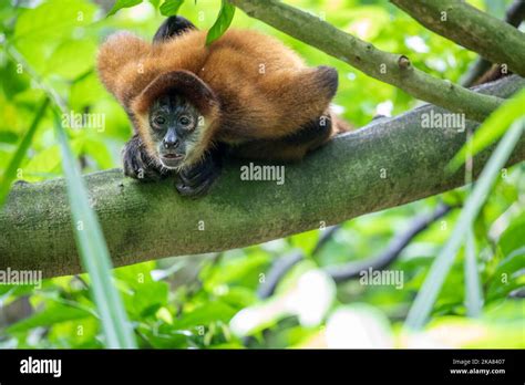 Geoffroys Spider Monkey Ateles Geoffroyi Is A Species Of Spider