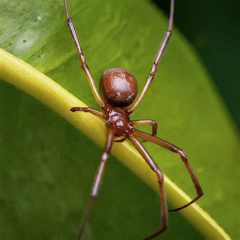 16 Spiders That Look Like Black Widows False Widows With Pictures