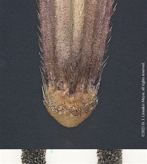 Bromus Sterilis L Idseed