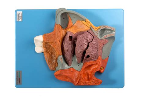 Median Sagittal Human Anatomy Model Nasal Cavity Section For Magnified