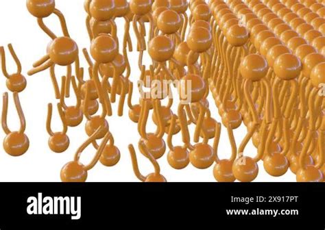Bilayer Stock Videos And Footage Hd And 4k Video Clips Alamy