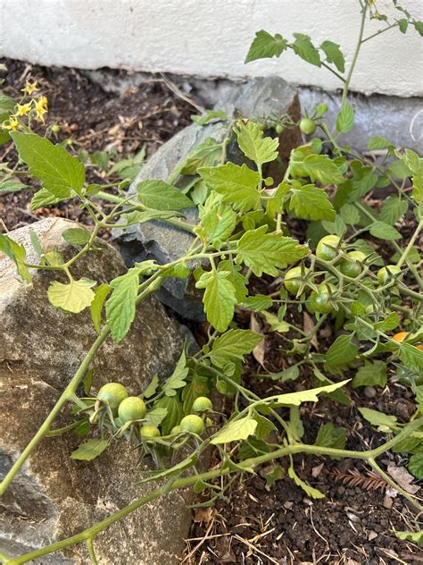 Tomato Identification Rgardening