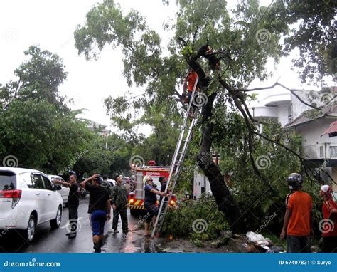 Tree Collapsed Editorial Photo Image Of Central Officers