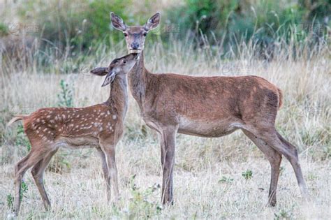 一只母鹿和它的小鹿