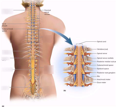Bio 252 Lab Practicum Mcfarlane Diagram Quizlet