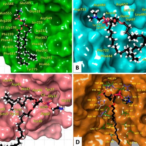 Molecular Dynamics Simulations Revealed The Structural Features That Download Scientific