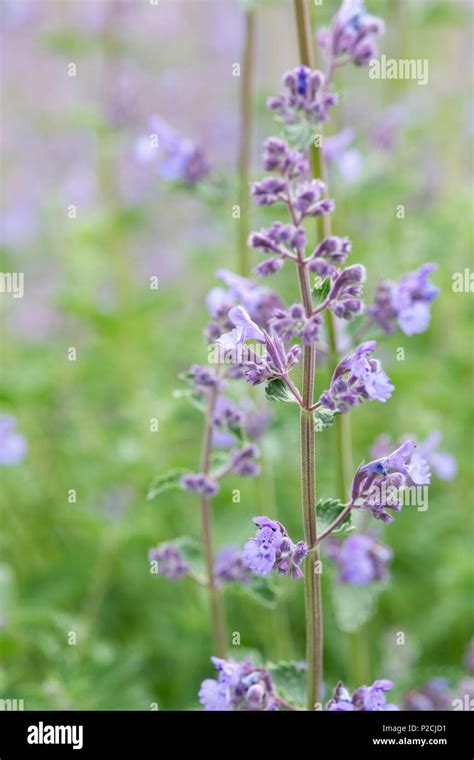Nepeta Racemosa ‚walkers Low‘ Pwpk