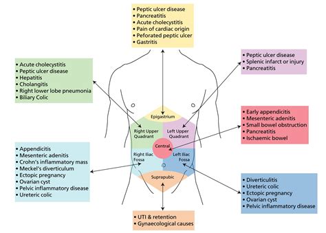 Abdominal Quadrants Organs In The Abdominal Quadrants