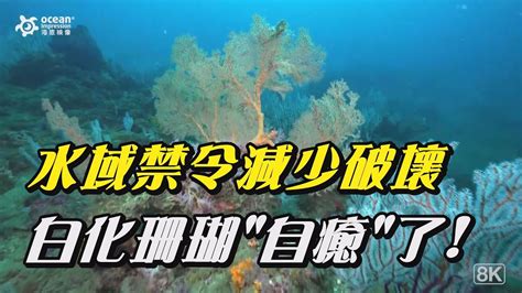 海洋保育 珊瑚潛水疫情下的驚喜基隆潮境保育區珊瑚恢復生機 Youtube