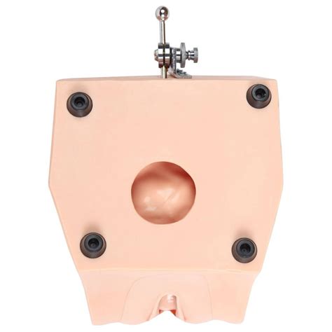 Anatomy Lab Female Contraception Model Anatomy Warehouse