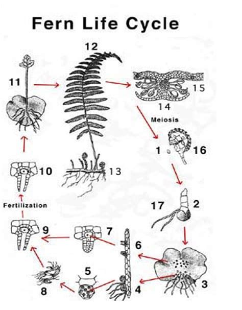 Fern Life Cycle Diagram Quizlet