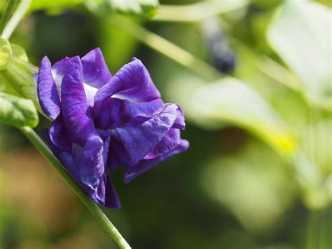 Описание клитории тройчатой или Clitoria Ternatea, уход и посадка, а ...
