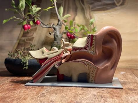 Vintage Somso Ear Educational Model Medical School Anatomical Didactic Model £180 00 Picclick Uk