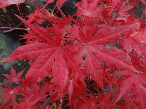 Buy Acer Palmatum Purple Ghost Japanese Maple — Mr Maple │ Buy