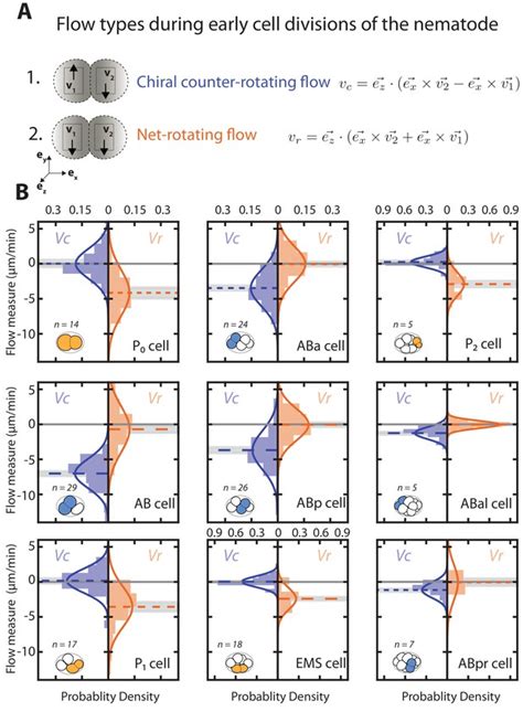 Figures And Data In Cell Lineage Dependent Chiral Actomyosin Flows