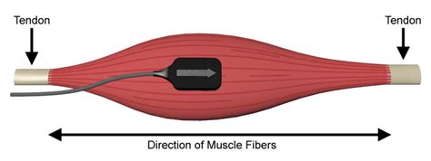 Introduction To Physiological Sensors — Vrsensorintegration 01 Documentation