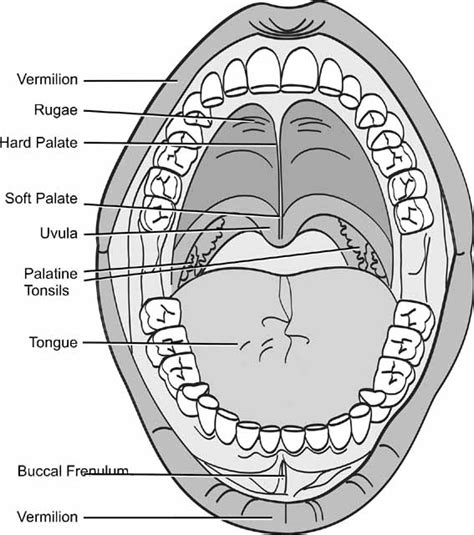 Lips Philtrum Anatomy At Noah Weber Blog