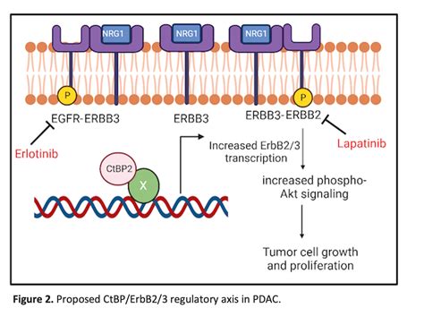 Coordinate Transcriptional Regulation Of Erbb23 By C Terminal Binding