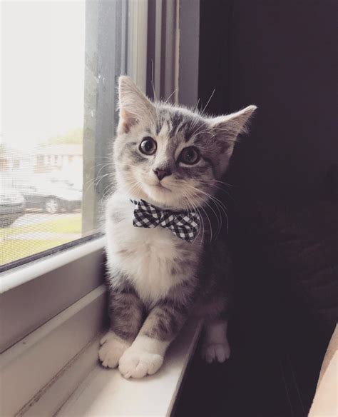 Milo My Grand Kitty Raww