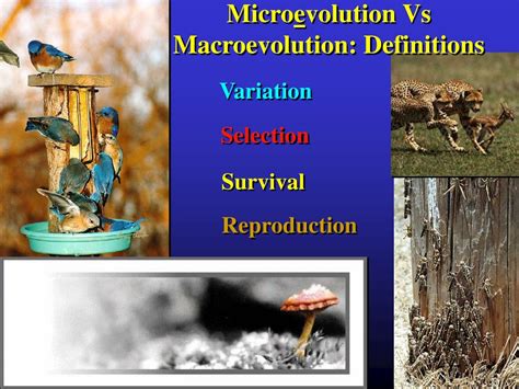Ppt Evolution Lecture Human Germ And Microevolution Vs