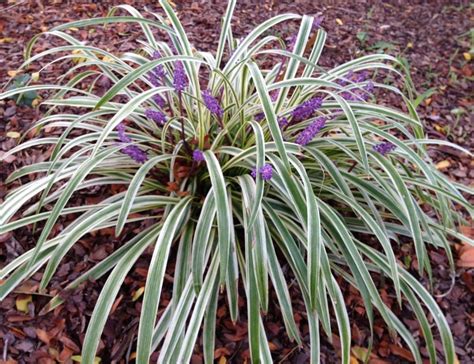 Monkey Grass Seed Liriope Muscari Ornamental Grass S Packet 10
