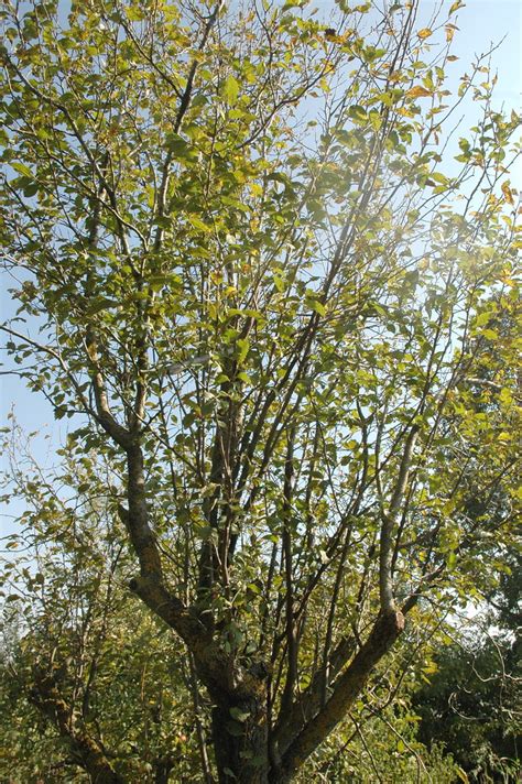 Naše Voćke Stepanje Srbija Zoran Milenkovic Flickr