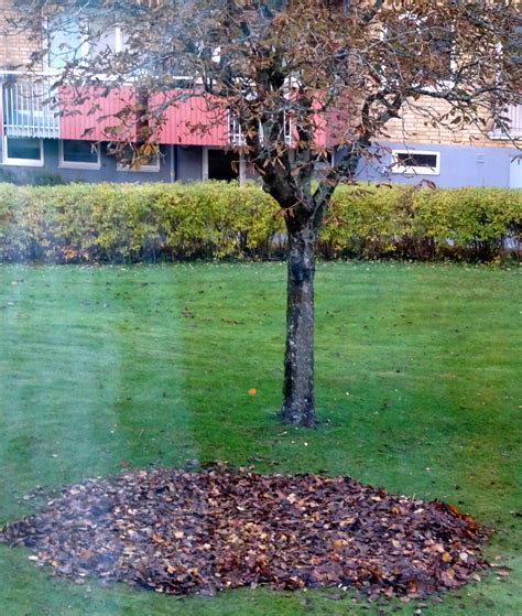 Beyond The Lone Islands Autumn And Health Updates