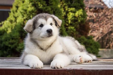 Alaskan Malamute Dog Breed Info Pictures Facts And History Dogster