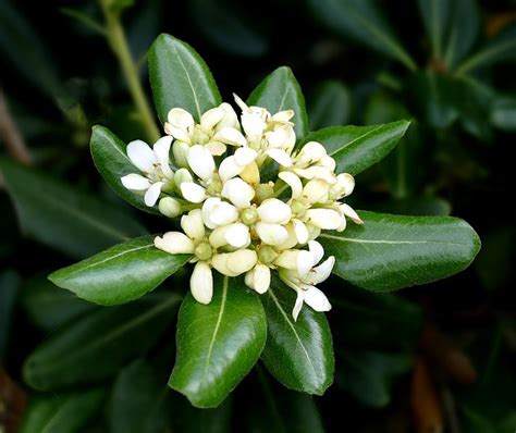 Pittosporum Tobira Australian Laurel Graines Odorantes Blanc à Fleurs
