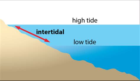 Intertidal Zone Diagram