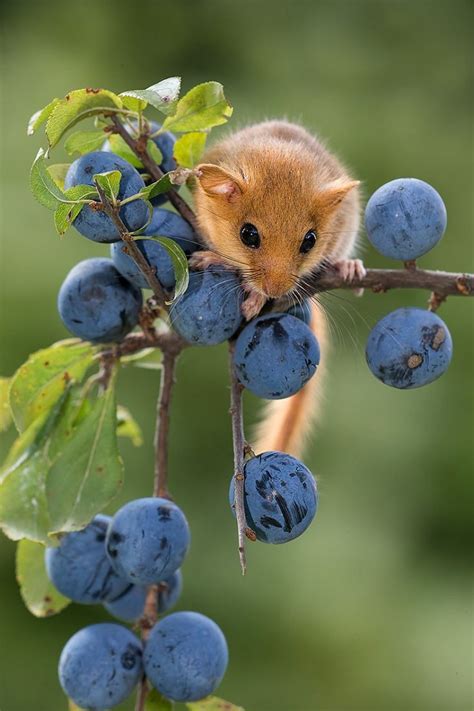 Dormouse Artofit