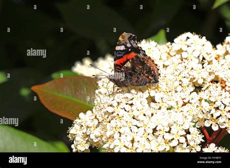 Buzzing Feeding Pollination Pollinator Flower Hover Wasp Hover