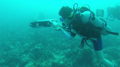 Reserch Object Detection Model By Divers