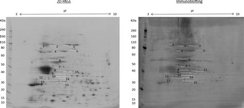 Asia Pacific Allergy