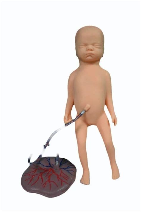 Rubber Placenta Model At ₹ 1350piece Anatomical Models In Jaipur Id 2856426209255